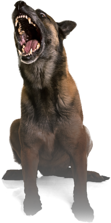 Download Rooney - Attack Dog Png PNG Image with No Background - PNGkey.com