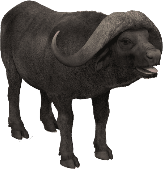 Download Free Png African Buffalo Photo Png Images Transparent ...