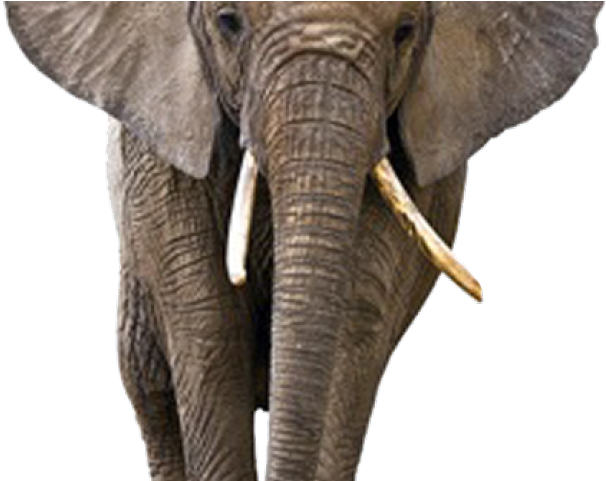 Elephant Png Transparent Images - Transparent Background Elephant Png ...