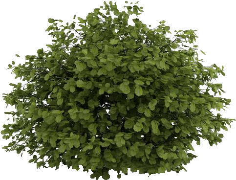 Download Natural Small Tree - Photoshop Shrubs PNG Image with No ...