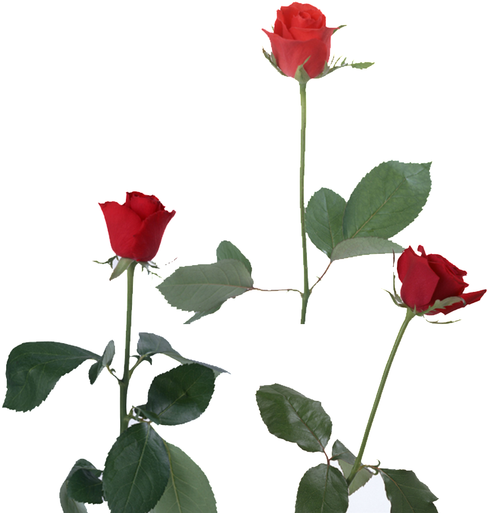 Download This Product Design Is Red Rose About Flowers, Vector ...