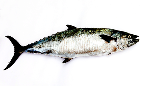 Anjal Fish - News - Free Transparent PNG Download - PNGkey