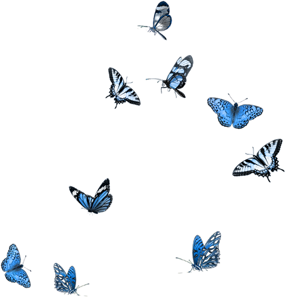 Download Butterfly Party, Moth, Mood Boards, Embellishments ...