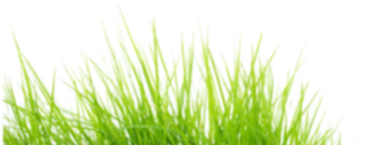 Short Grass Png - Free Transparent PNG Download - PNGkey