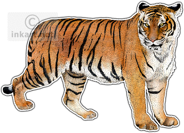 Drawn Tiger Malayan Tiger - Malayan Tiger Png - Free Transparent PNG ...