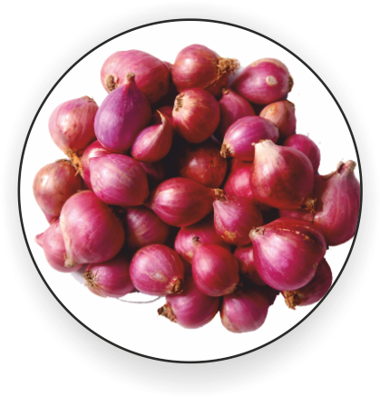 Download Small Onion Png PNG Image with No Background - PNGkey.com