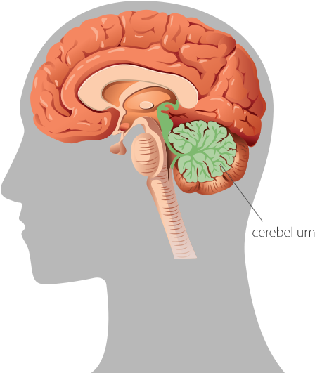 Download A Graphic Representation Of The Human Brain In Profile - Brain ...