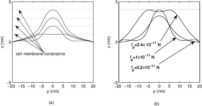 Contour Graph Of The Viral Membrane With The Cell Membrane - Diagram ...