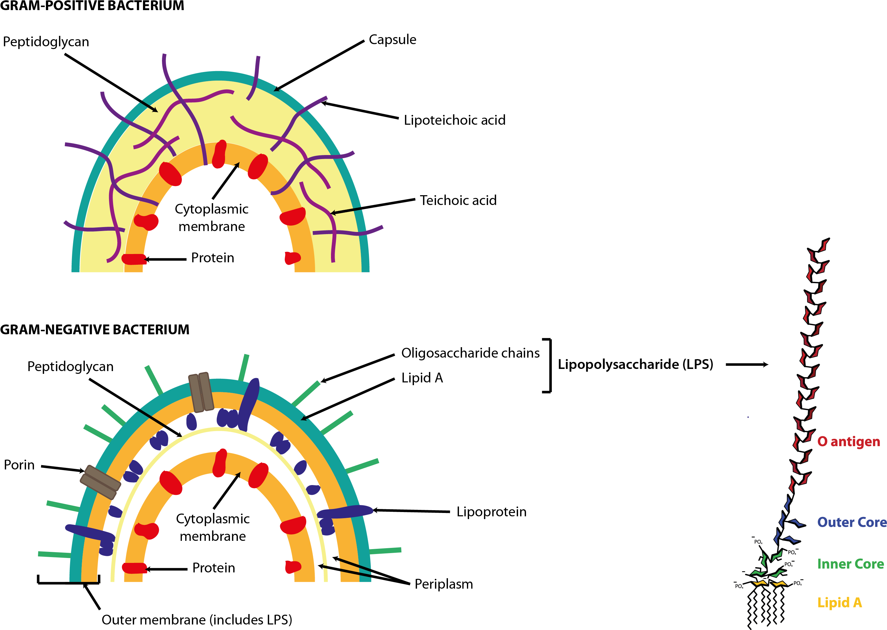 Download Cell Walls Of Gram Positive And Gram Negative Bacteria ...