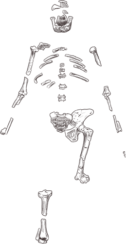 Lucy Skeleton - Lucy Skeleton Drawing - Free Transparent PNG Download ...