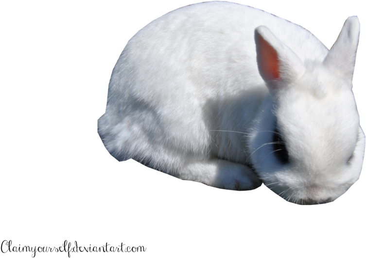 White Rabbit Png - Papercutting - Free Transparent PNG Download - PNGkey