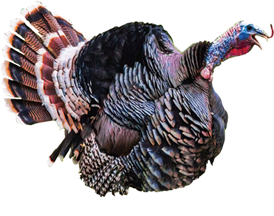 Download Screaming Turkey Png PNG Image with No Background - PNGkey.com