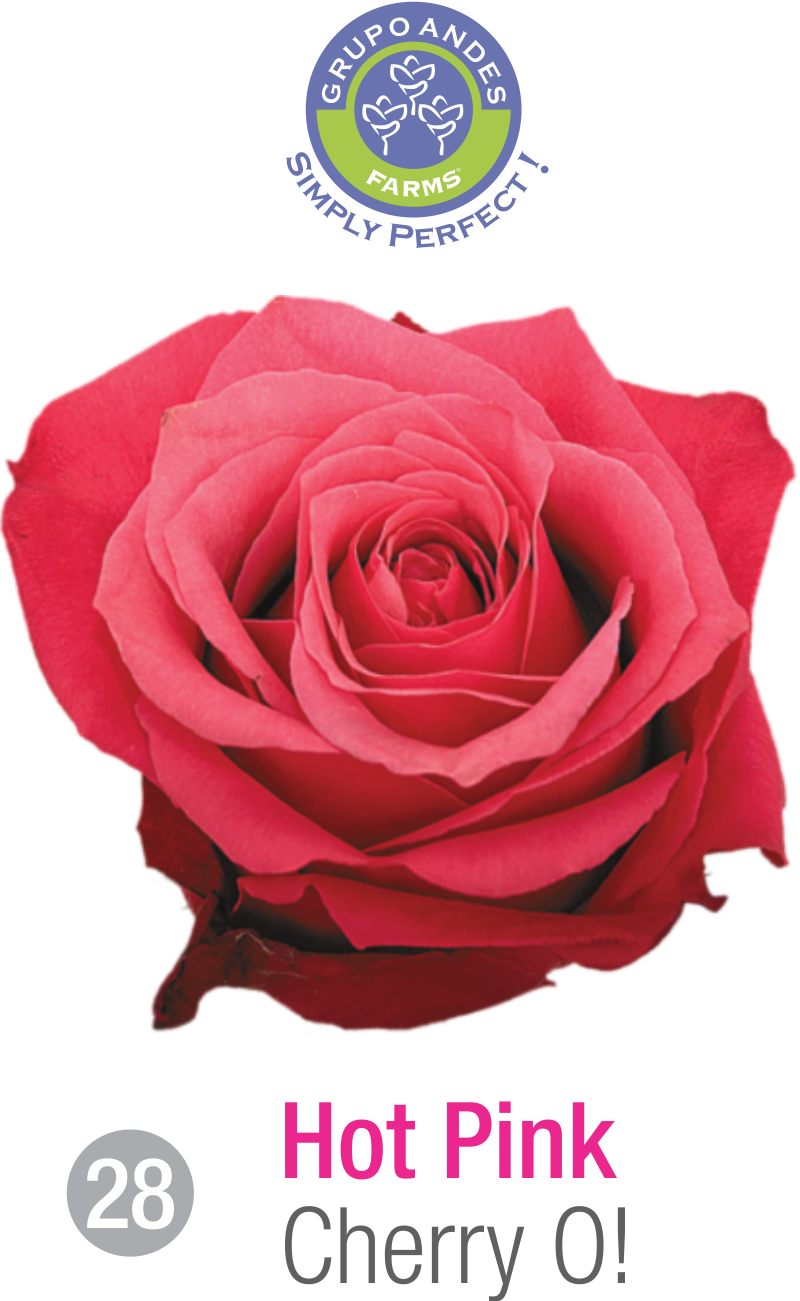 Download Rosa Variedad Cherry O - Pink PNG Image with No Background ...