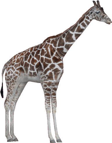 Rothschildgiraffeam - Giraffe Zoo Tycoon Png - Free Transparent PNG ...