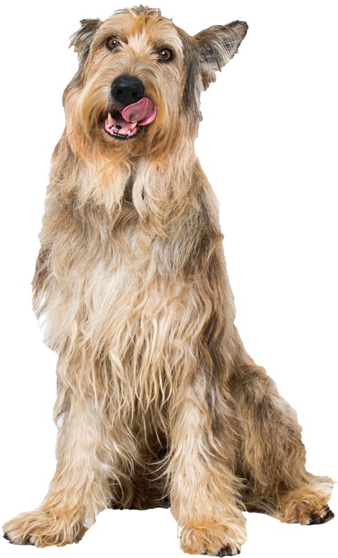 Download Berger Picard Pricing - Dog PNG Image with No Background ...