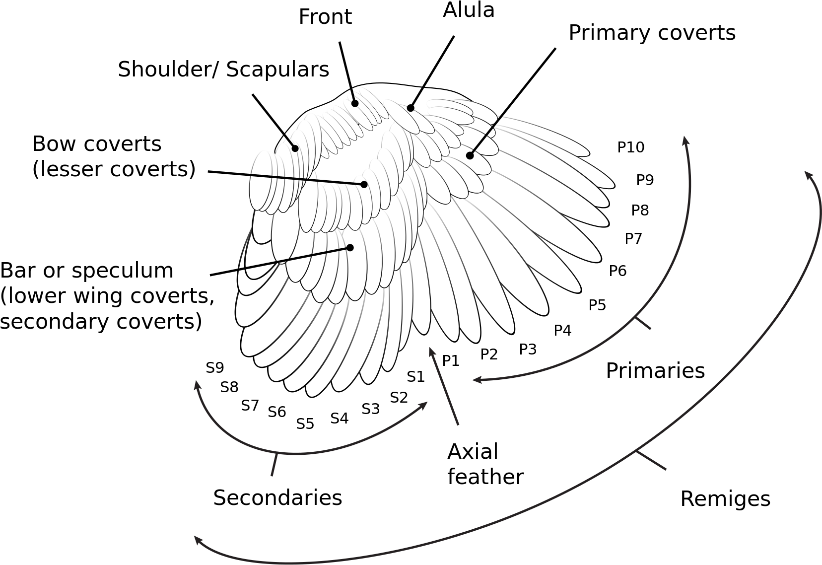 Wing Wiki - Bird - Free Transparent PNG Download - PNGkey