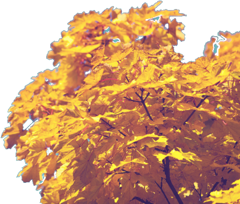 Download Fall Is Here Transparent Background - Solid Backgrounds PNG ...