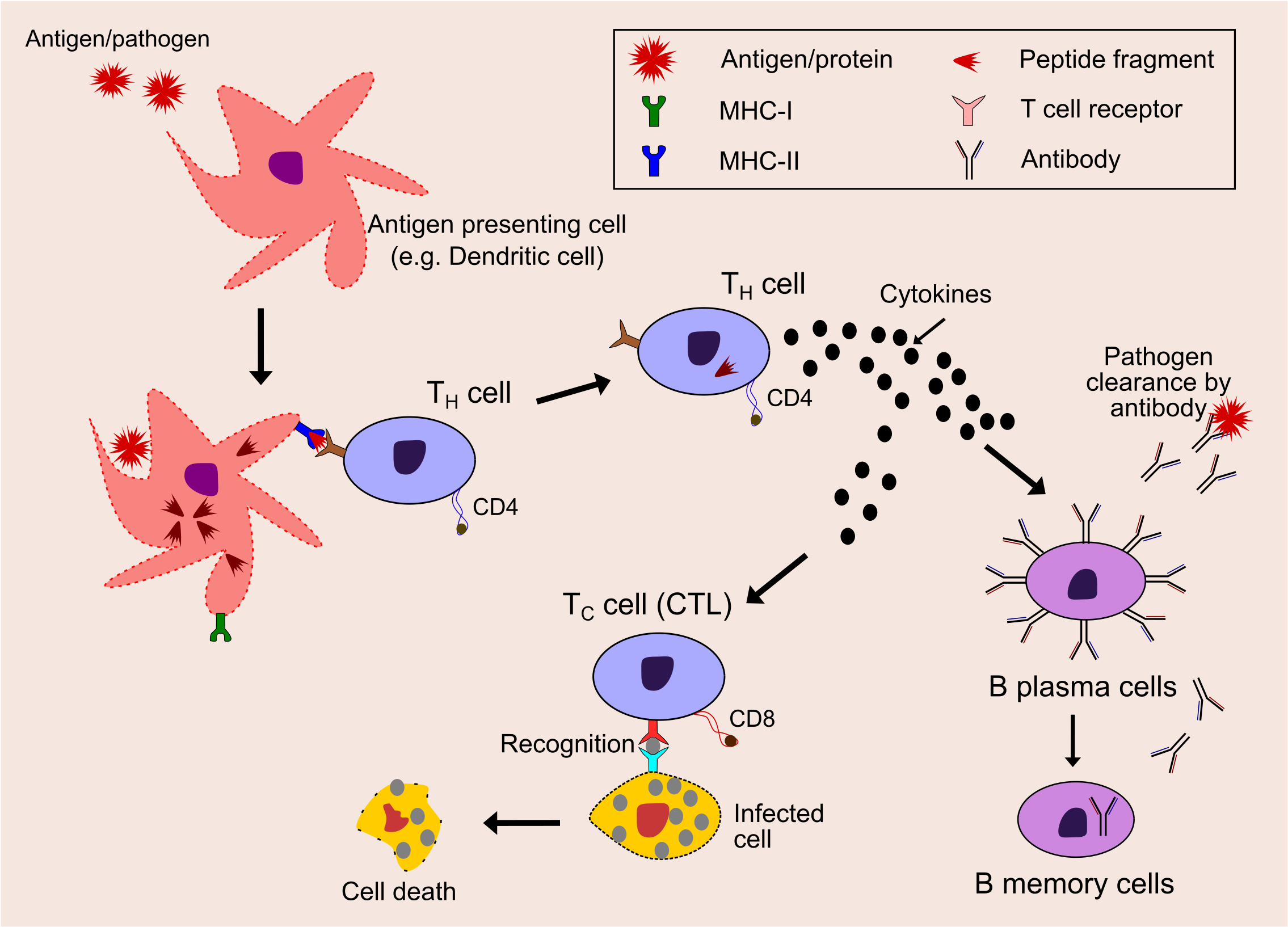 Download This Free Icons Png Design Of Immune System PNG Image with No ...