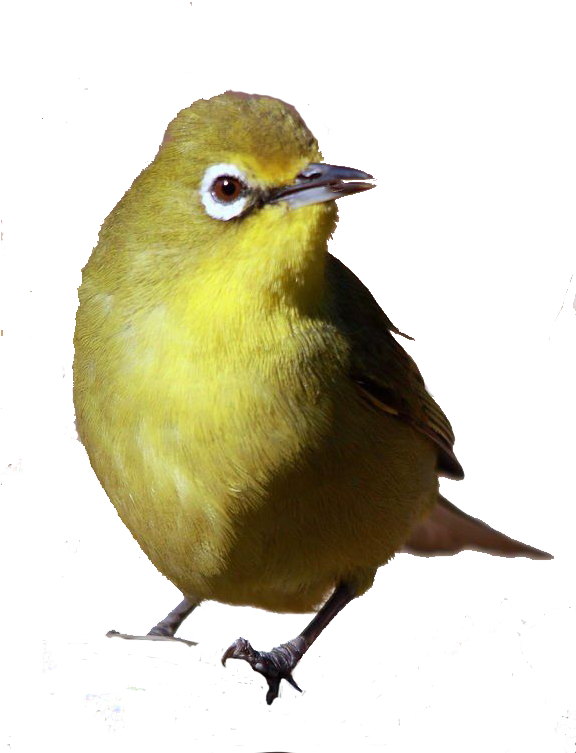 Download White-eye - Cape White-eye PNG Image with No Background ...