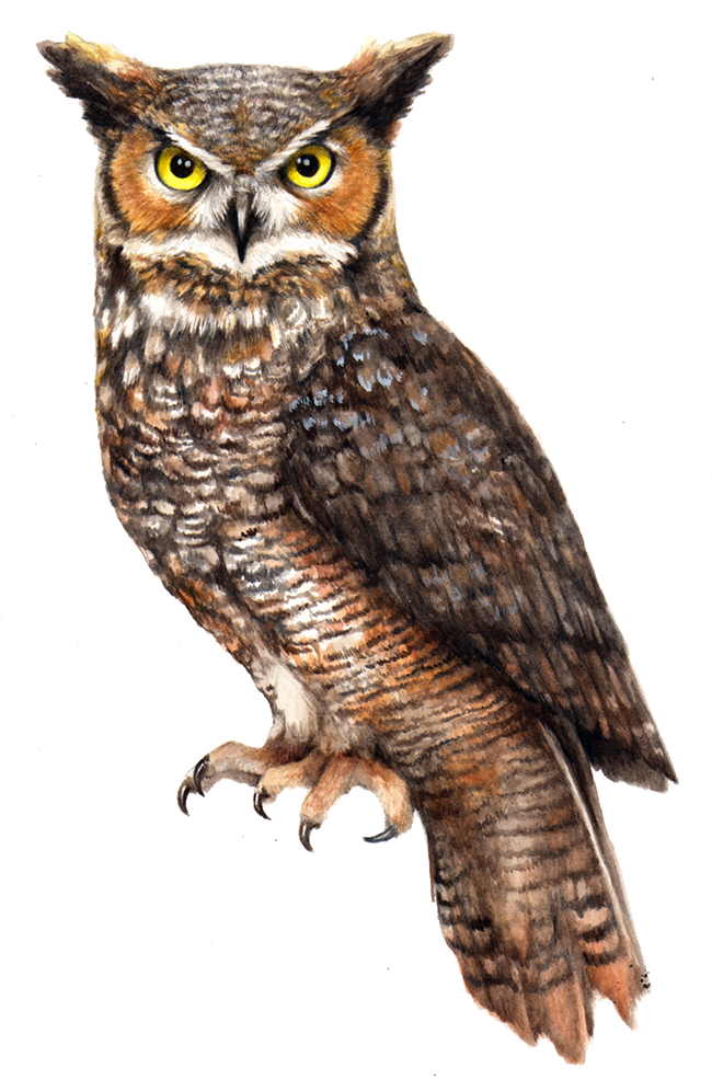 Download Owl Png Pic - Eastern Screech Owl Png PNG Image with No ...