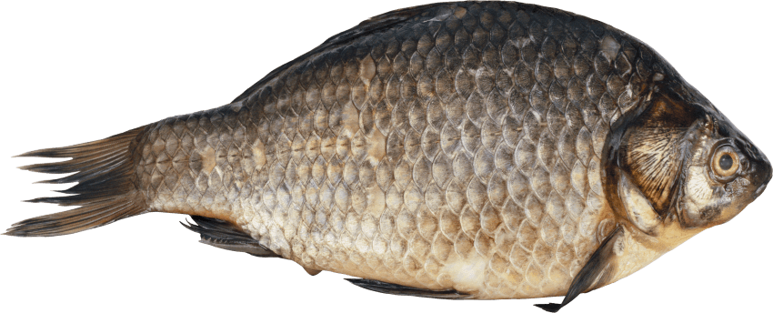 Download Free Png Fish Png Images Transparent - Fish Png PNG Image with ...