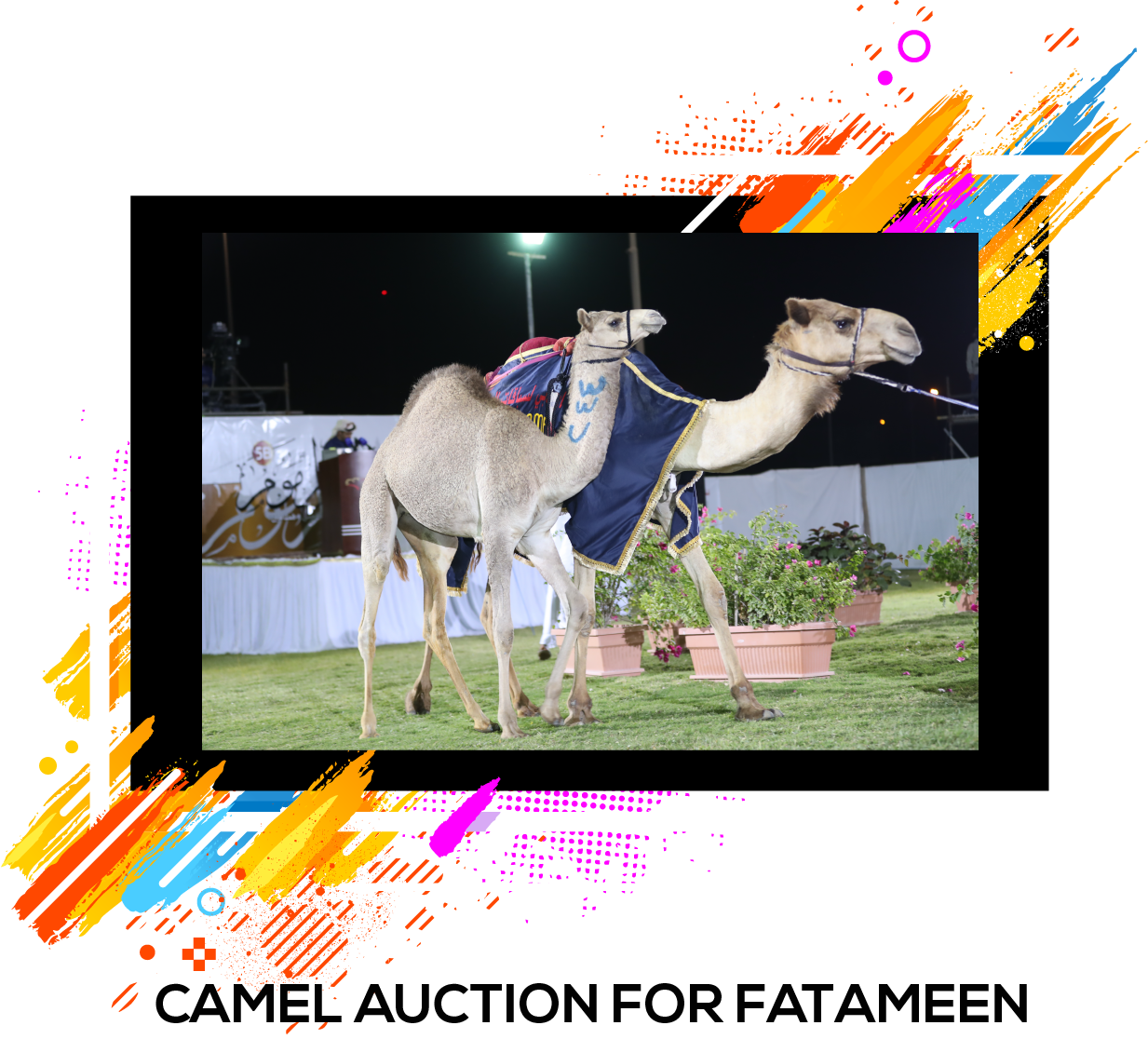 Download Camel Racingcamelssports - Arabian Camel PNG Image with No ...