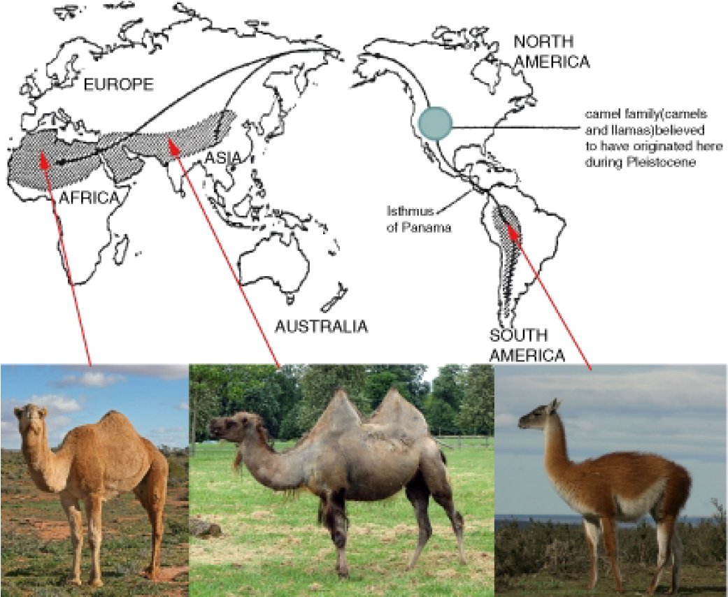 Download Evolution Of Camels And Llamas PNG Image with No Background ...