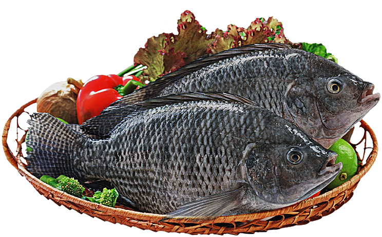Whole Black Tilapia - Fish Products - Free Transparent PNG Download ...