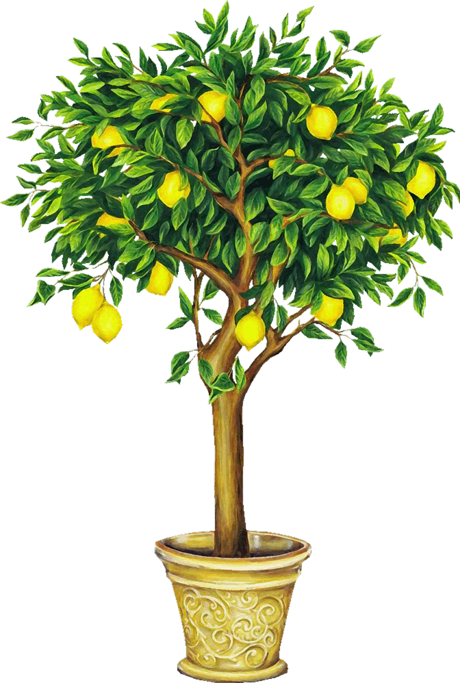 Download Lemon Tree Song In Chinese - Lemon Tree Drawing PNG Image with ...