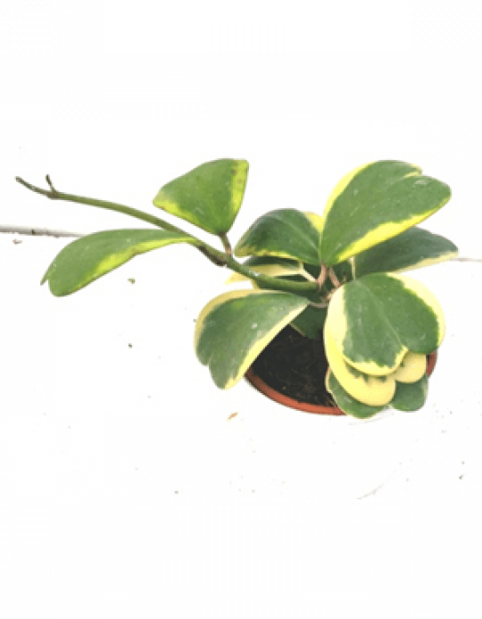Hoya Kerrii Varigata Sweet Heart Hoya Plant With Fertilizer - Hoya ...