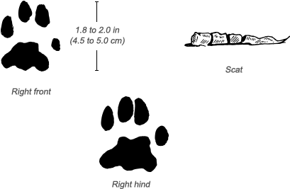 Download Caracal Tracks - Canada Lynx Tracks PNG Image with No ...