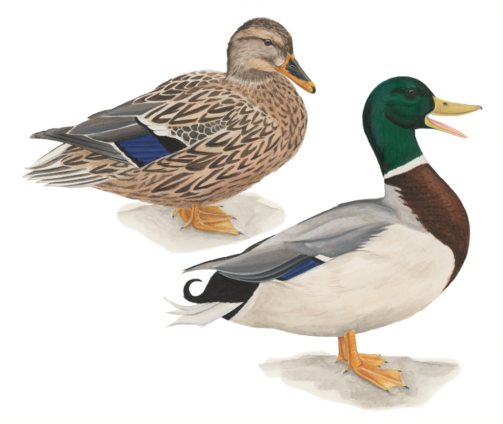 Download Mallard - Mallard Png PNG Image with No Background - PNGkey.com