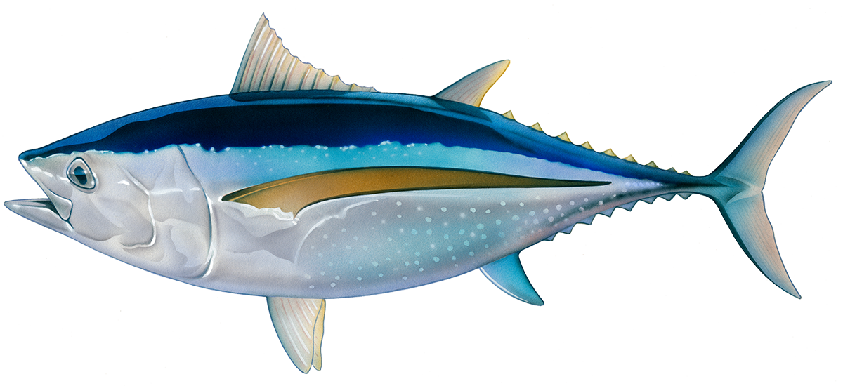 Download About Your Seafood - Tuna Fish Transparent PNG Image with No ...