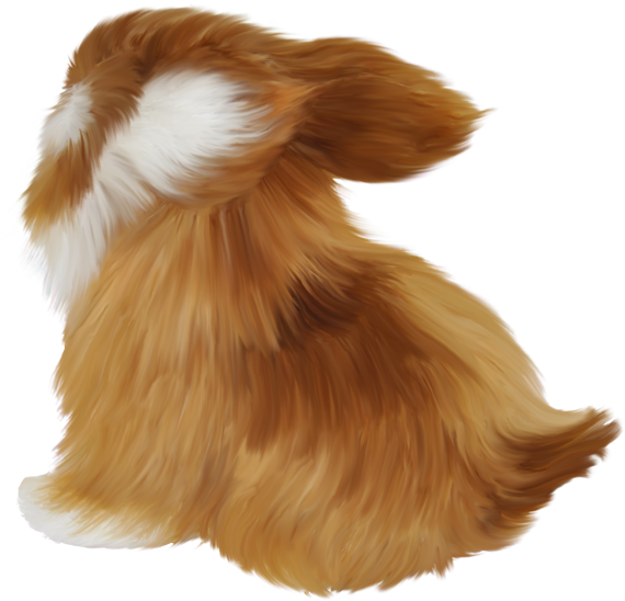 Download Rex Rabbit PNG Image with No Background - PNGkey.com