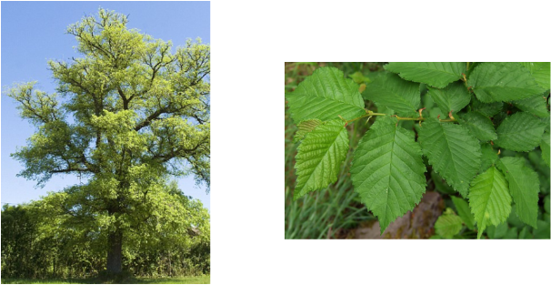 Download Commonly Known As An Elm Tree - English Elm Tree PNG Image ...