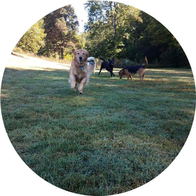 Download The - Tail Wagging By Dogs PNG Image with No Background ...