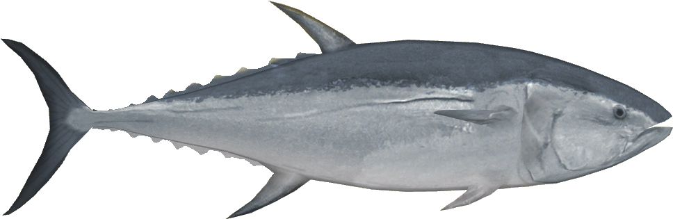 Download Pacific Bluefin Tuna - Tuna PNG Image with No Background ...