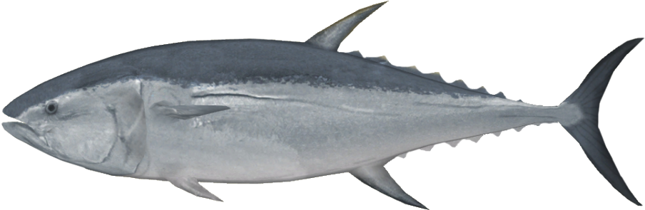 Download Pacific Bluefin Tuna - Pacific Bluefin Tuna Png PNG Image with ...
