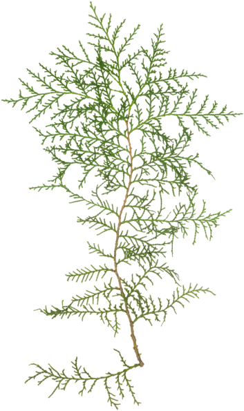 Download Evergreen PNG Image with No Background - PNGkey.com