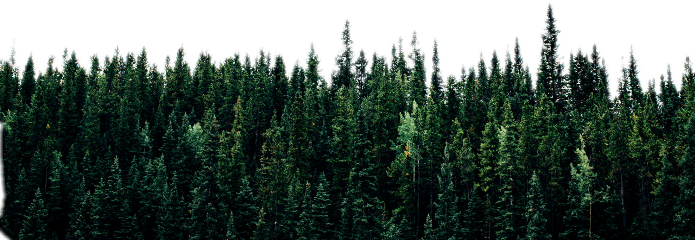 Download Forest Freetoedit - Tree Line PNG Image with No Background - PNGkey.com