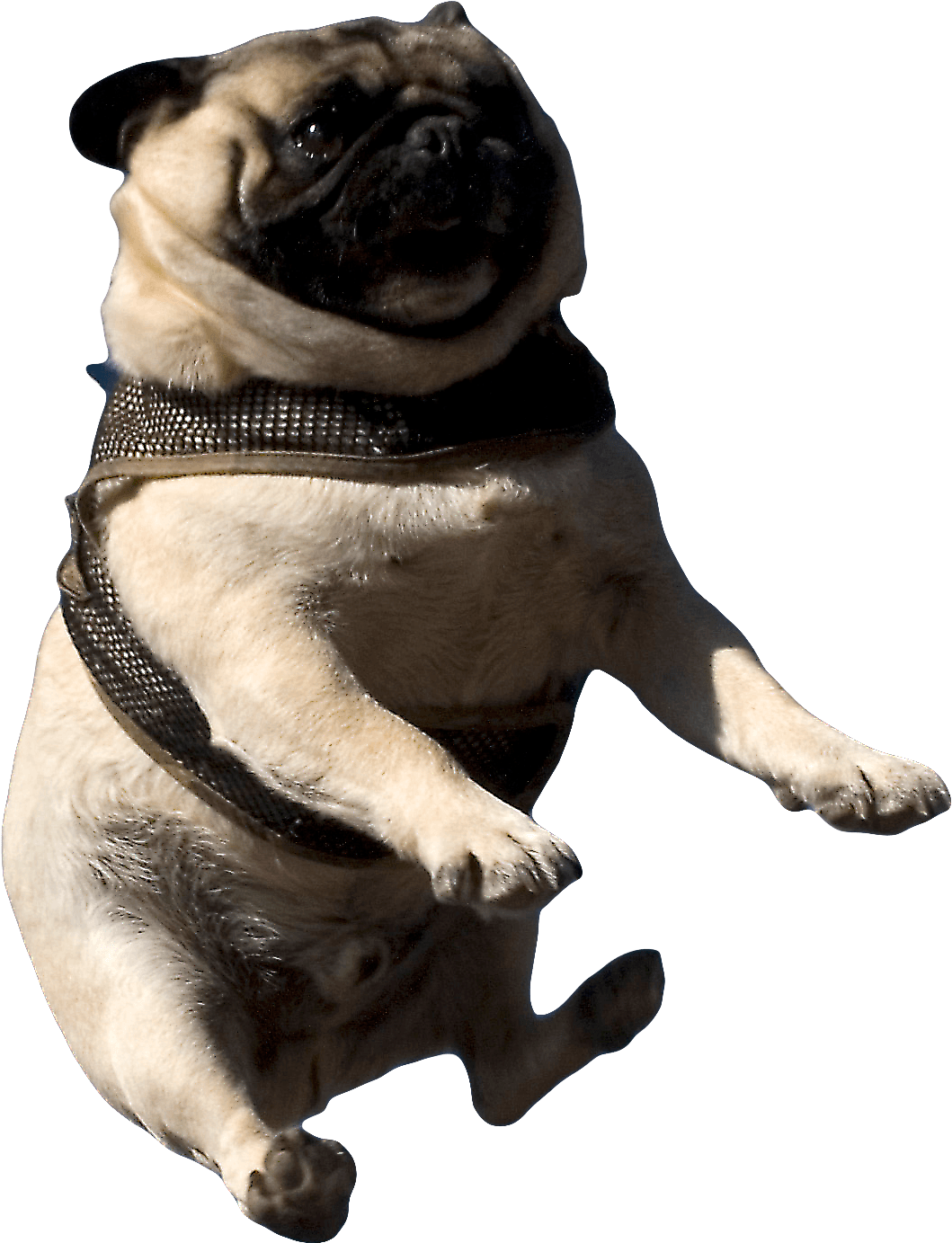 Thug Life Pug Download Png Image - Flying Pugs - Free Transparent PNG ...