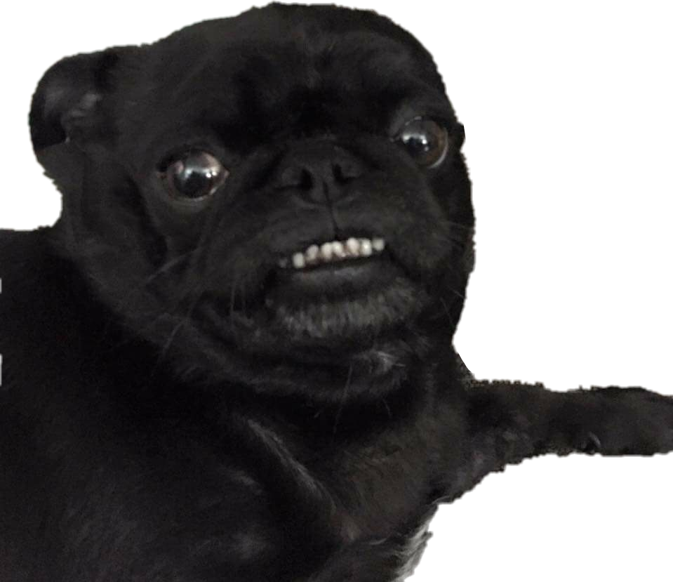 Download Pug PNG Image with No Background - PNGkey.com
