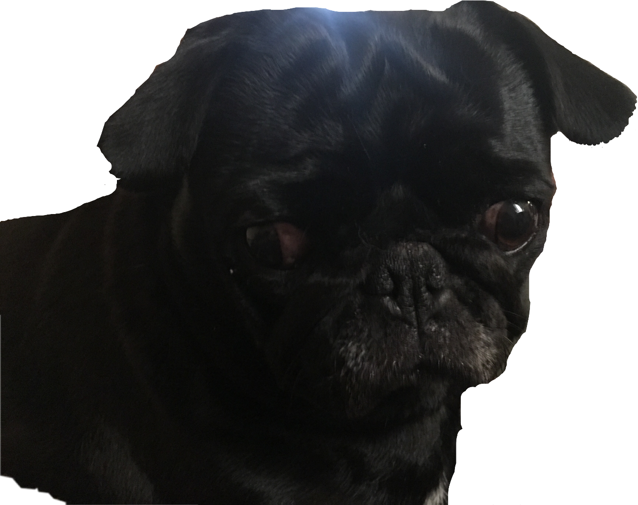 Download Pug Blackpug Dog Cute Puppy Freetoedit - Pug PNG Image with No ...