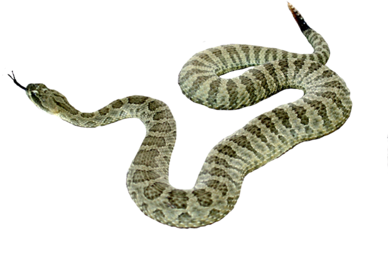 Download Snake Png Picture - Snakes PNG Image with No Background ...