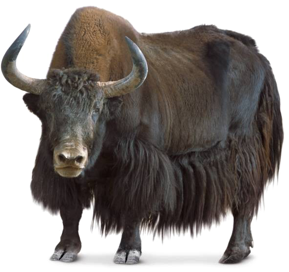 Download Yak Png Transparent Image - Yak Png PNG Image with No ...