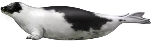 Download Phoque Du Groenland - Whitecoat PNG Image with No Background ...
