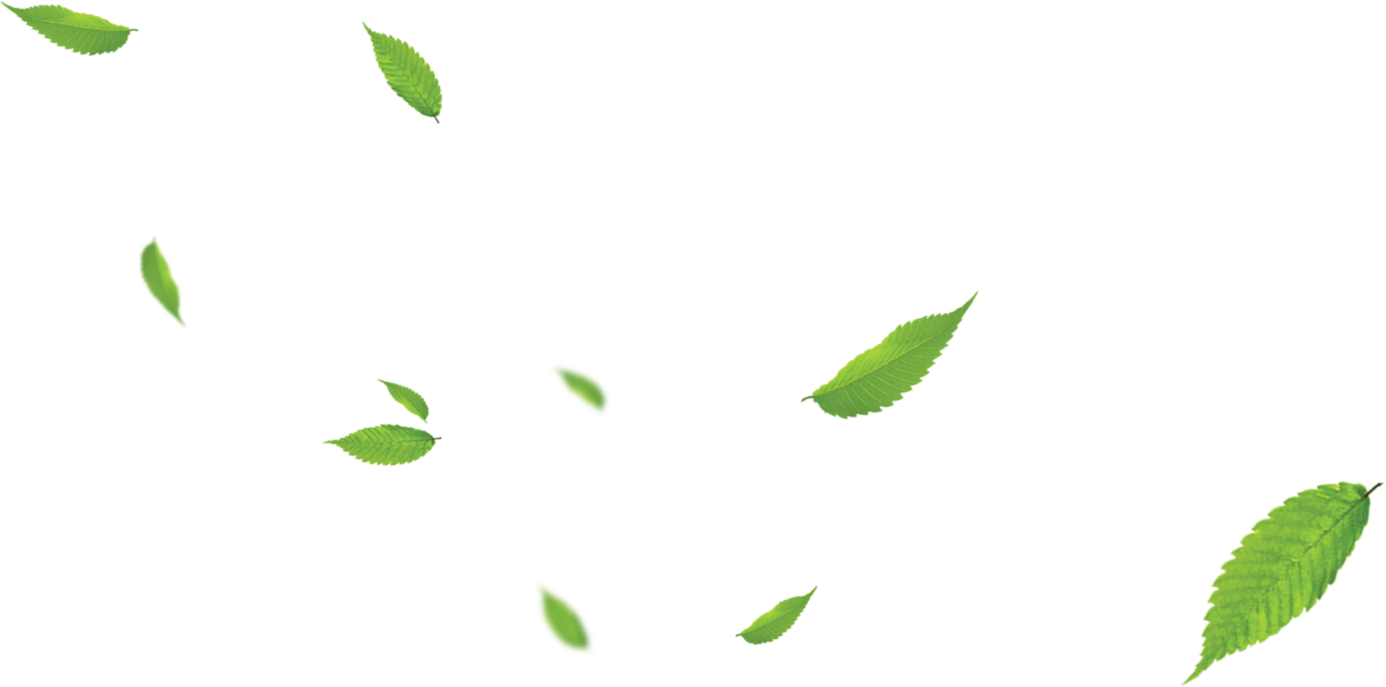 Daun - Png Daun - Daun Png Hd - Free Transparent PNG Download - PNGkey