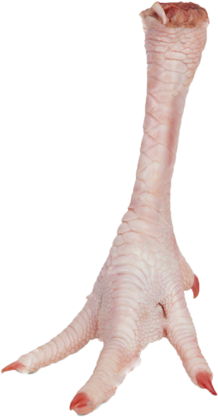 Chicken Leg Png Download - Chicken Feet Transparent Background - Free ...