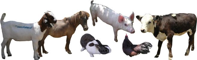 Download All Animals - Zoo PNG Image with No Background - PNGkey.com