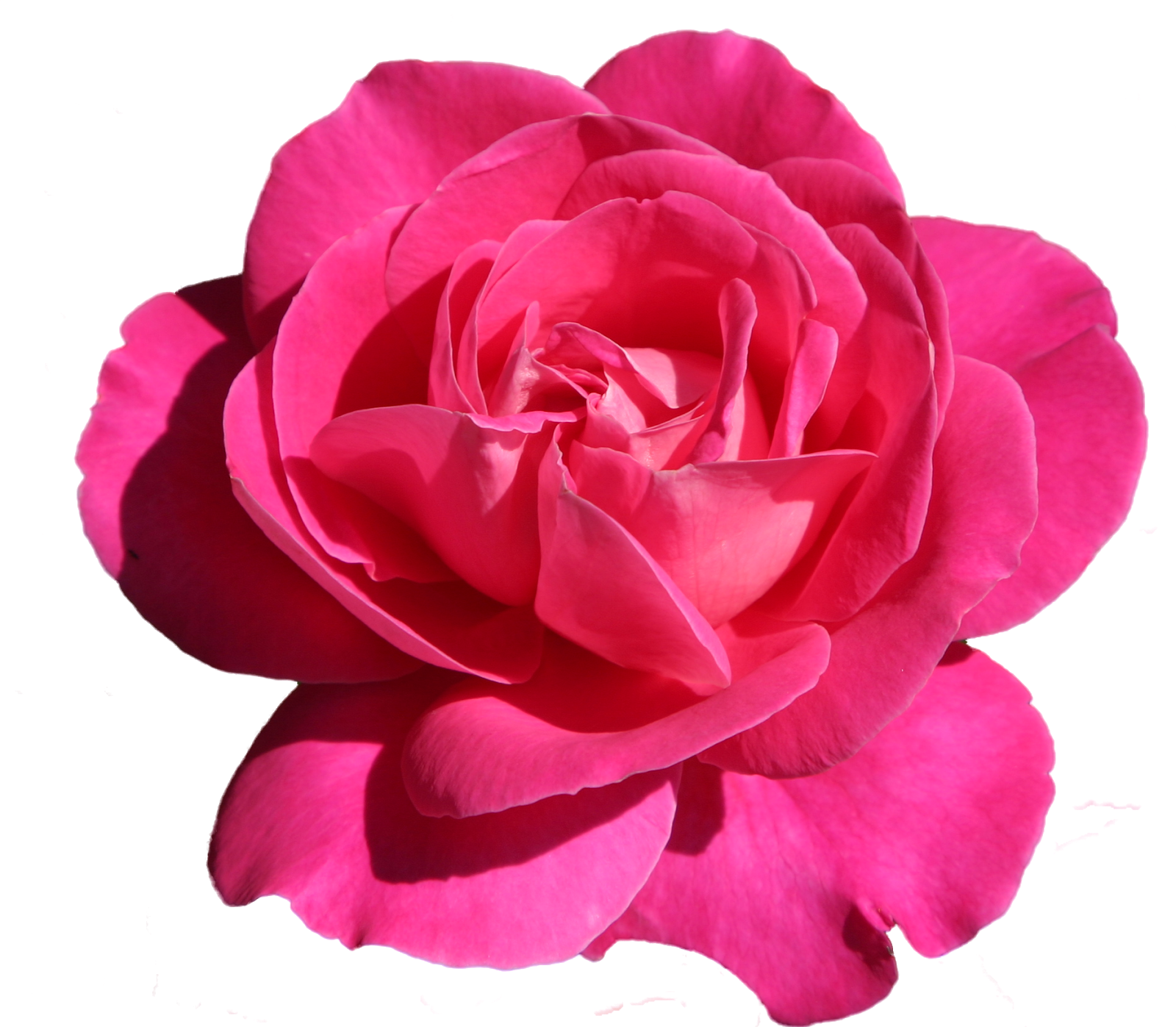 Download Pink Rose Png - Rose PNG Image with No Background - PNGkey.com